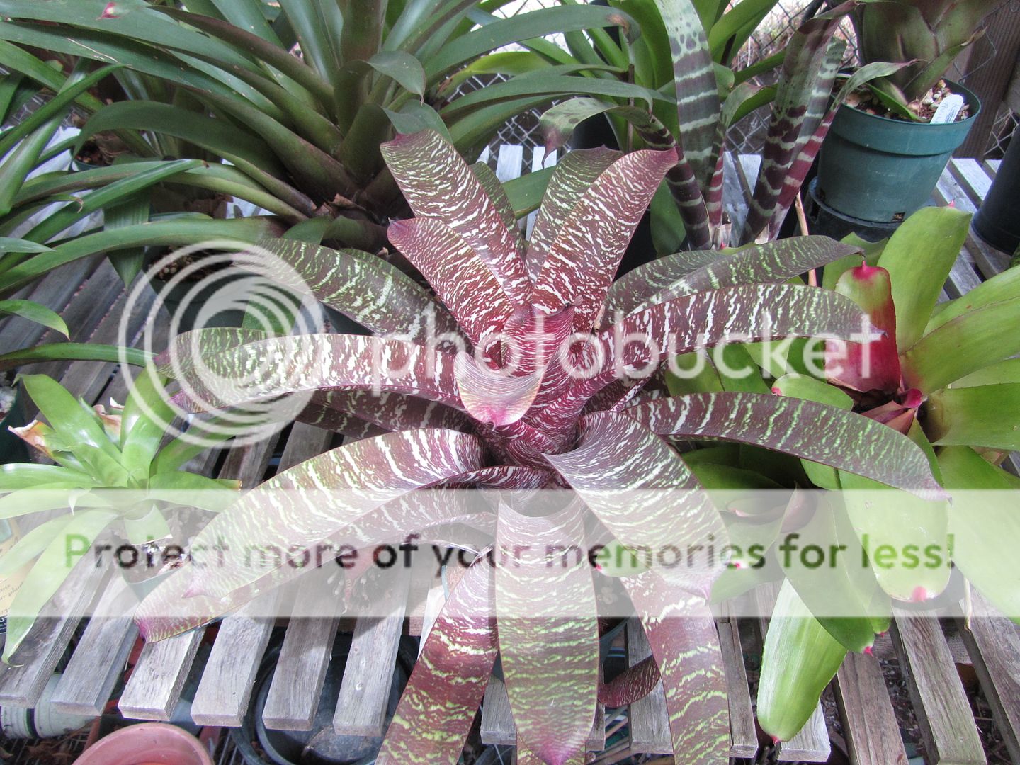 Jim Wright's garden 50 years of growth , PRA Troy & palmcurry - DISCUSSING PALM TREES WORLDWIDE ...